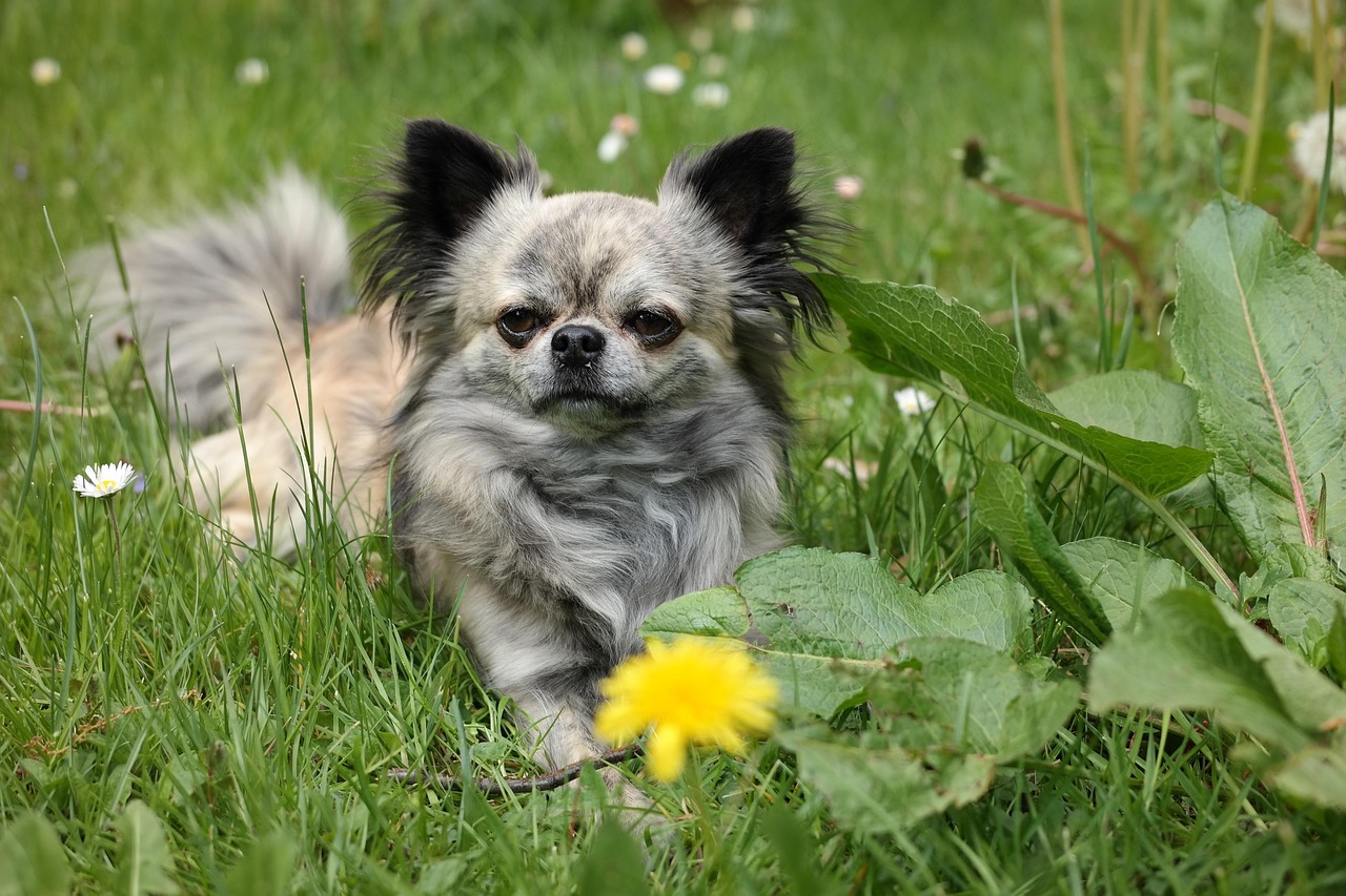 Chihuahua Dog Cute Small - Free photo on Pixabay - Pixabay