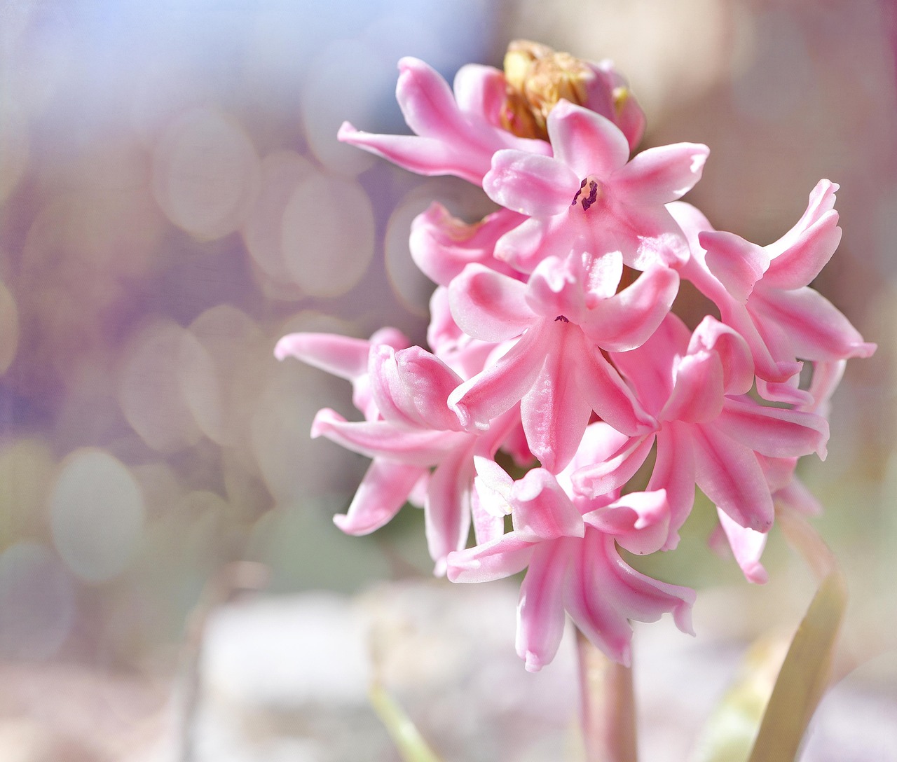 Hyacinth Flower Plant - Free photo on Pixabay - Pixabay