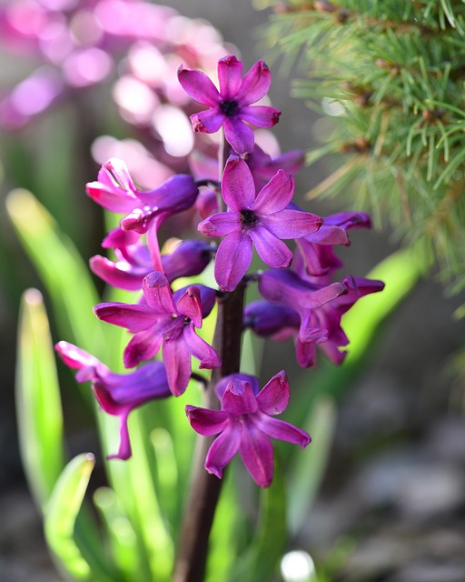 Jacinthe Fleur Plante De - Photo gratuite sur Pixabay - Pixabay