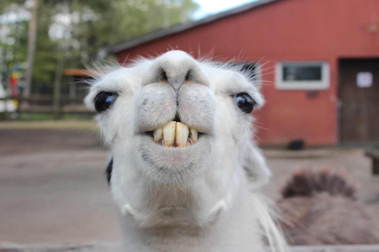 Lama Tier Kopf Kostenloses Foto Auf Pixabay Pixabay Lama Tier Kopf Kostenloses Foto Auf Pixabay Pixabay