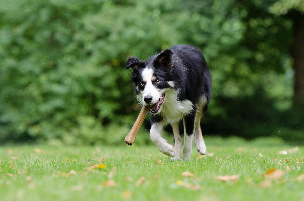 Border Collie Chien Avec Os - Photo gratuite sur Pixabay - Pixabay