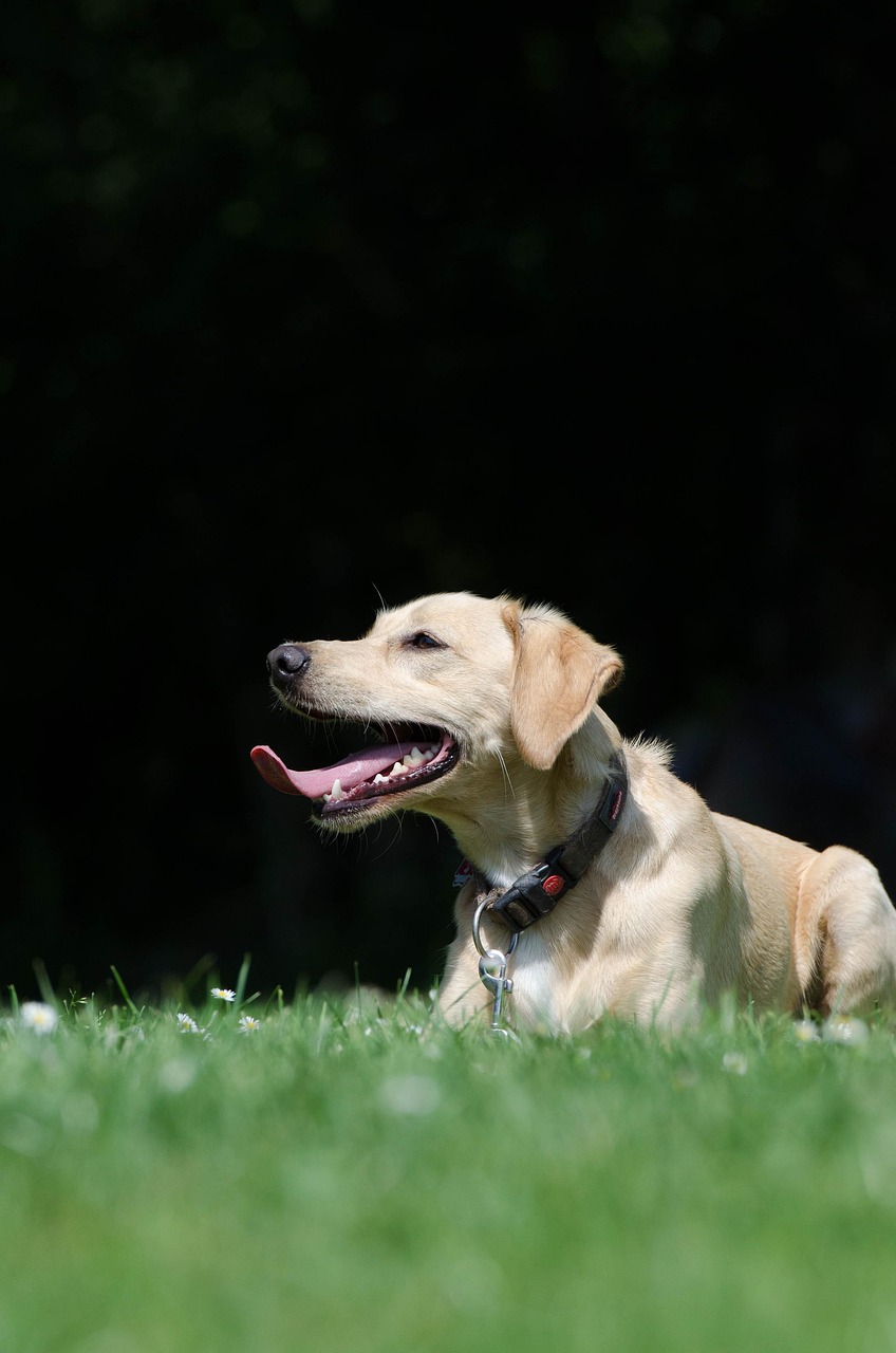 200+ Free Dog Sunny & Dog Images - Pixabay