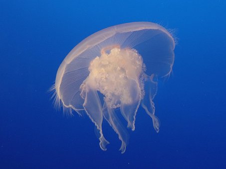 10+ Free Moon Jellyfish & Jellyfish Images - Pixabay