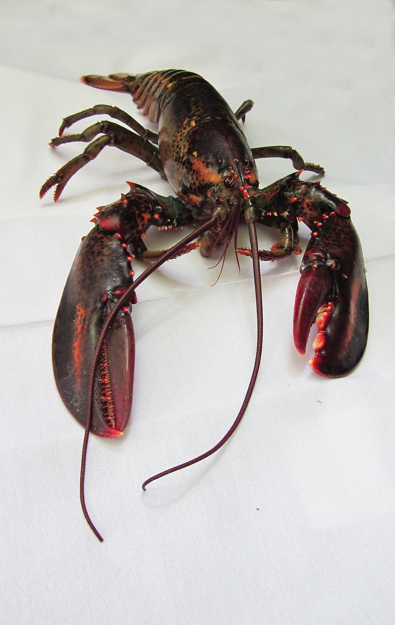30,000+ Free Red Lobster & Lobster Images - Pixabay