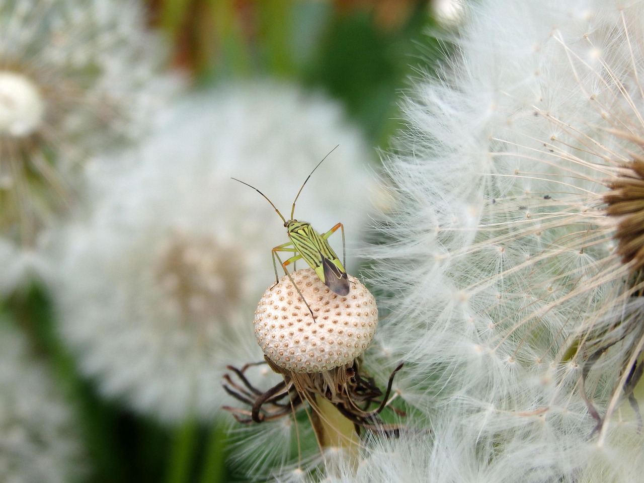 Dandelion Insect Nature - Free photo on Pixabay - Pixabay