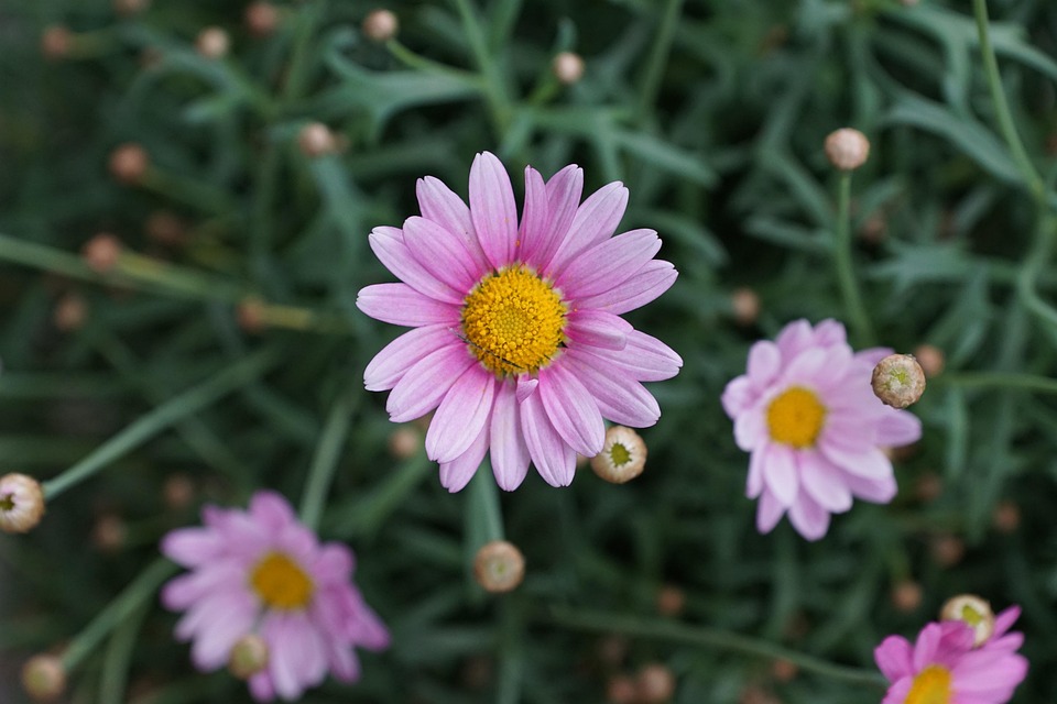 Margarite Flor Roxa - Foto gratuita no Pixabay - Pixabay
