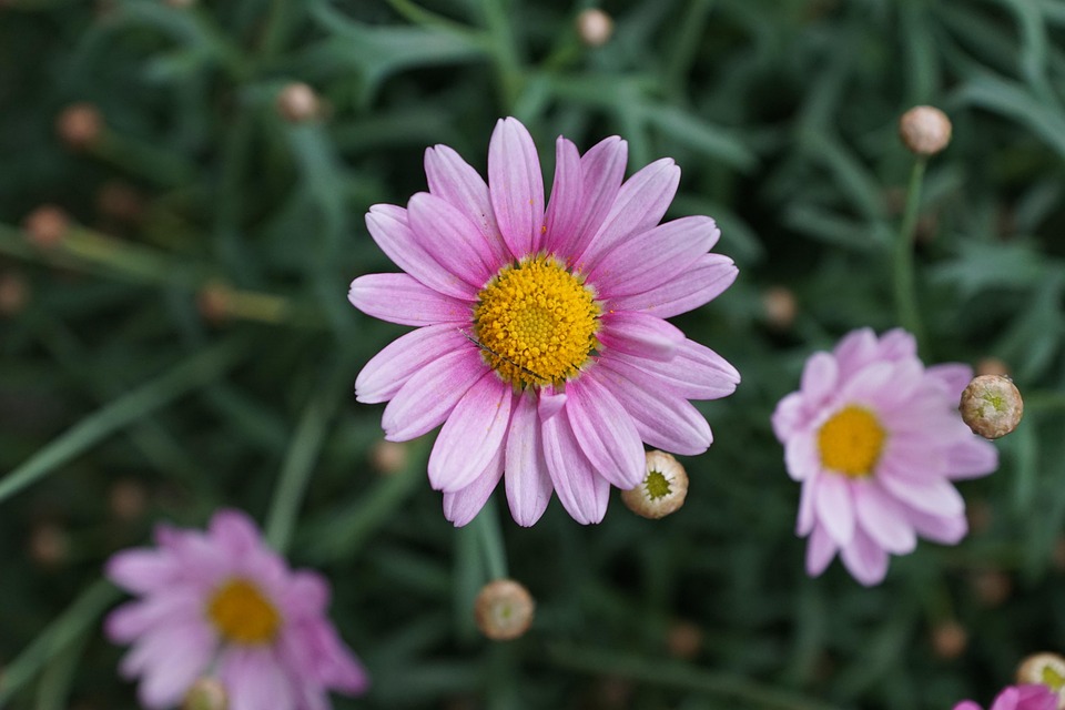 Margarite Flower Purple - Free photo on Pixabay