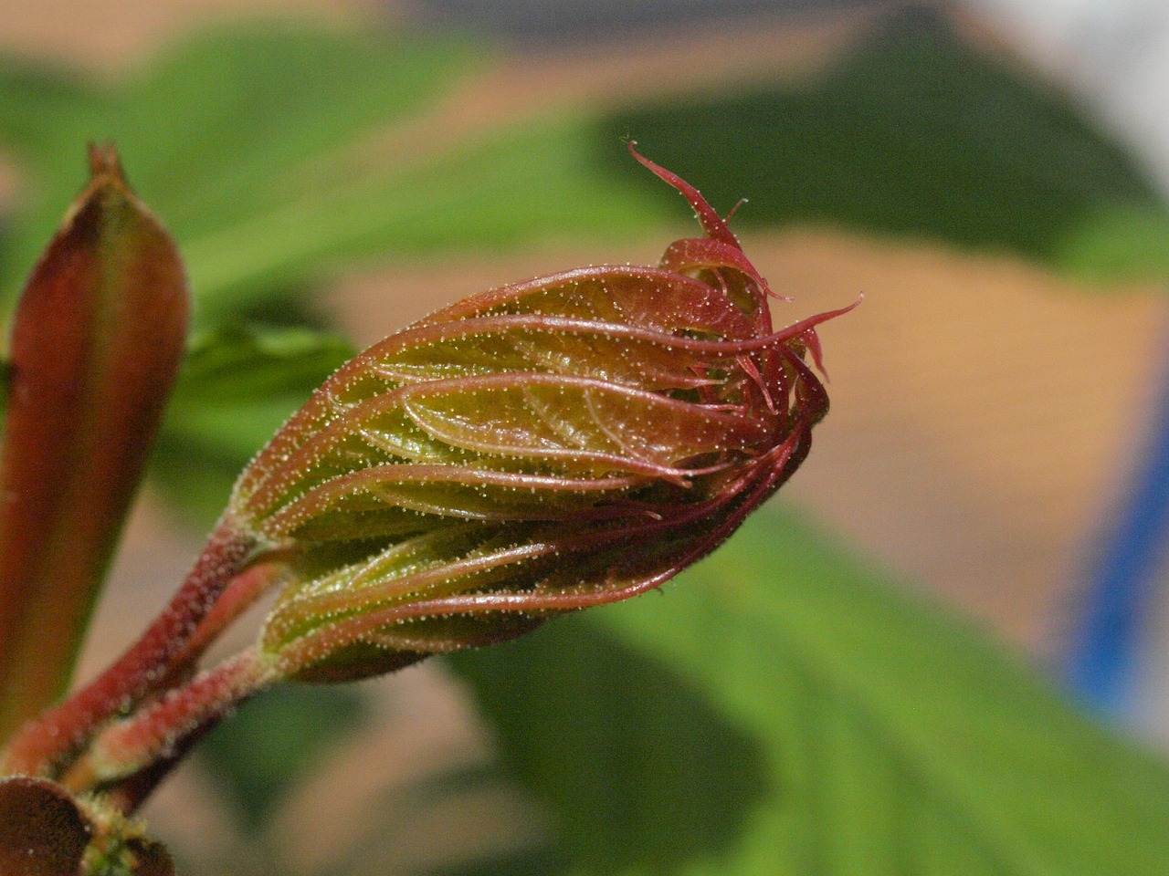 Leaf Shoot Bud Close Up - Free photo on Pixabay - Pixabay