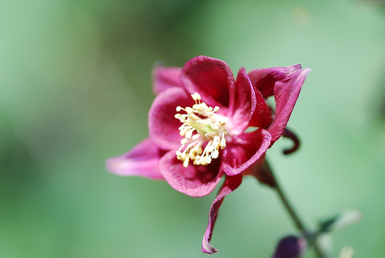 Ancolie Printemps Fleur - Photo gratuite sur Pixabay - Pixabay