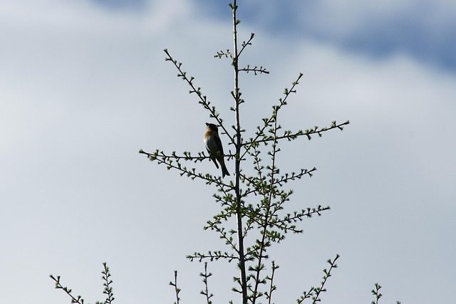 50+ Free Nightingale & Nature Photos - Pixabay