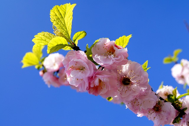 600+ kostenlose Blumenbilder und Natur-Bilder - Pixabay