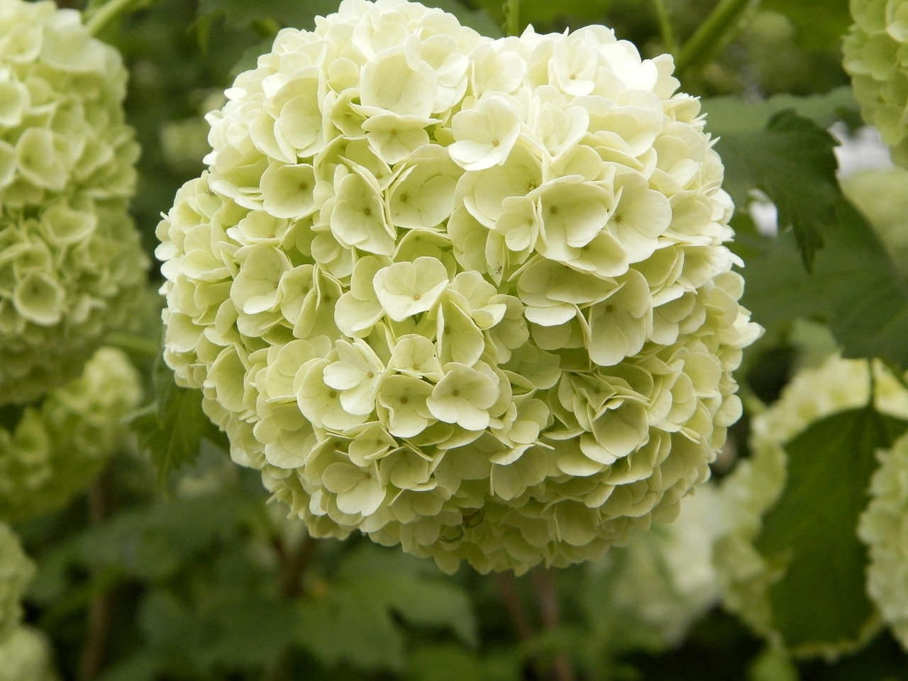 Viburnum Bloem White Bloeit - Gratis foto op Pixabay - Pixabay