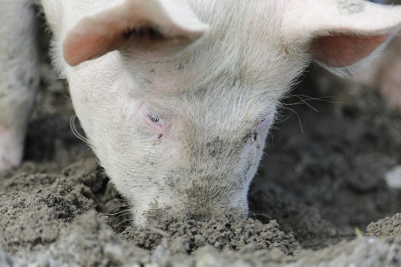 Pig Sow Domestic Farm - Free photo on Pixabay