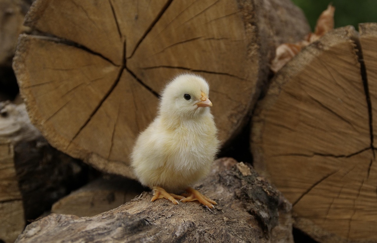 Meer dan 900 gratis afbeeldingen van Kippen en Natuur - Pixabay