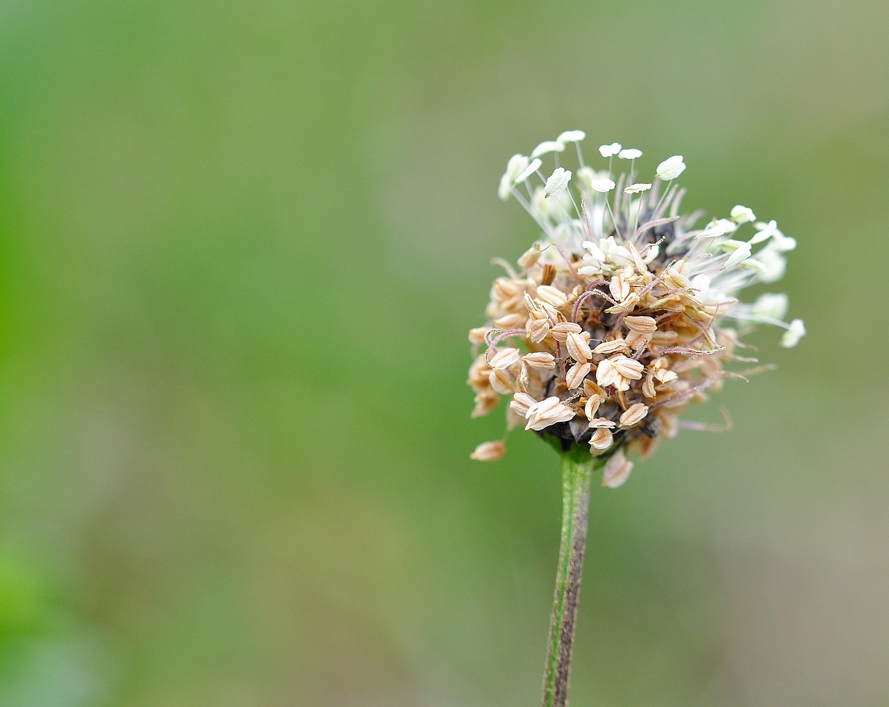 Plantain Large Fleur Plante La - Photo gratuite sur Pixabay
