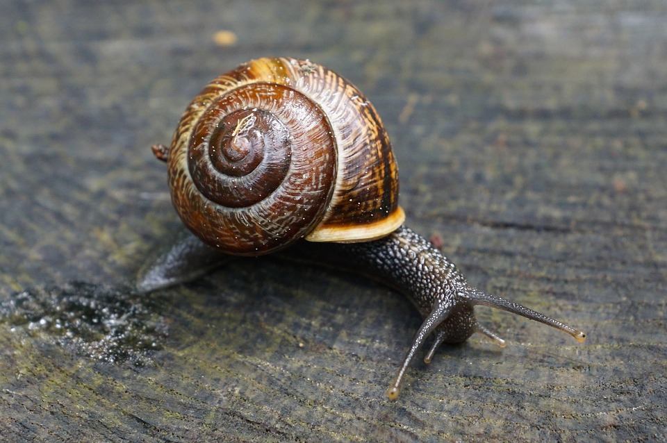 Nature Snail Shell - Free photo on Pixabay