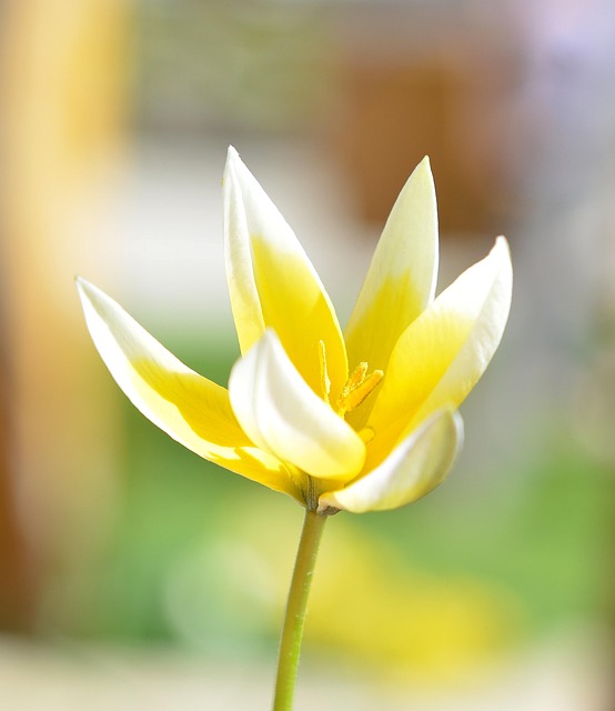 70,000+ Free Small-Stars & Nature Images - Pixabay