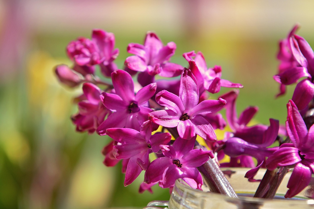 Hyacinth Flower Scented - Free photo on Pixabay - Pixabay