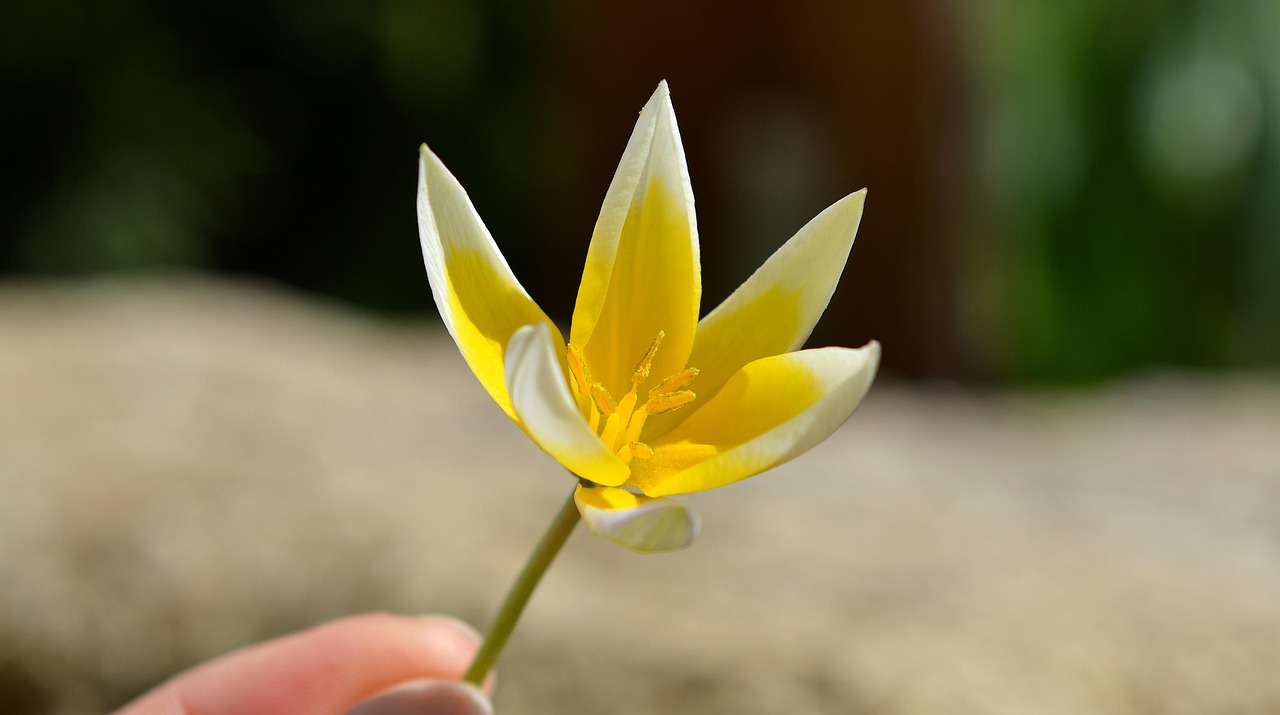 70,000+ Free Small-Stars & Nature Images - Pixabay
