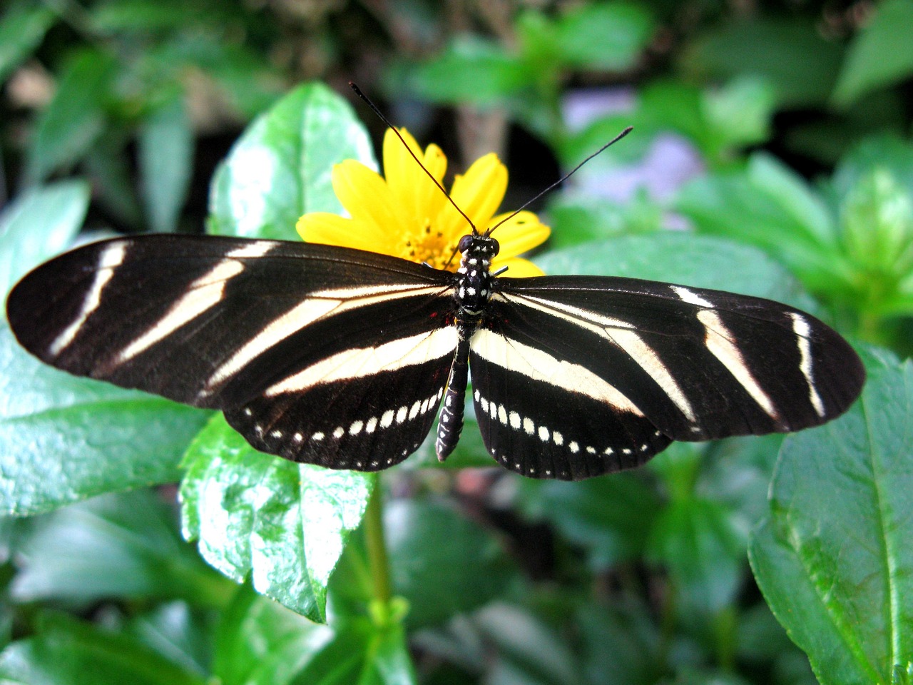 Papillon Nature - Photo gratuite sur Pixabay - Pixabay