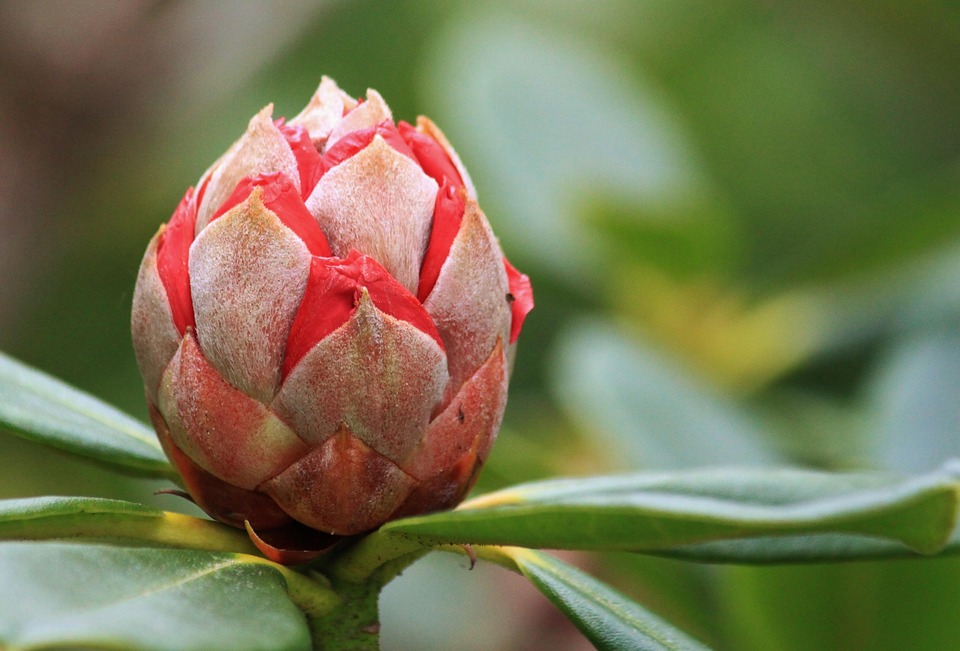 Kostenloses Foto: Rhododendron, Knospe, Blüte - Kostenloses Bild auf ...