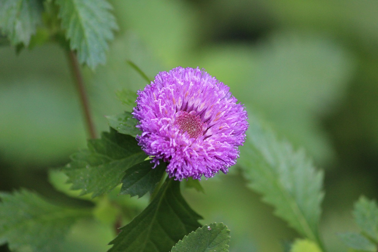 Coptis Chinensis Natural Wild - Free photo on Pixabay