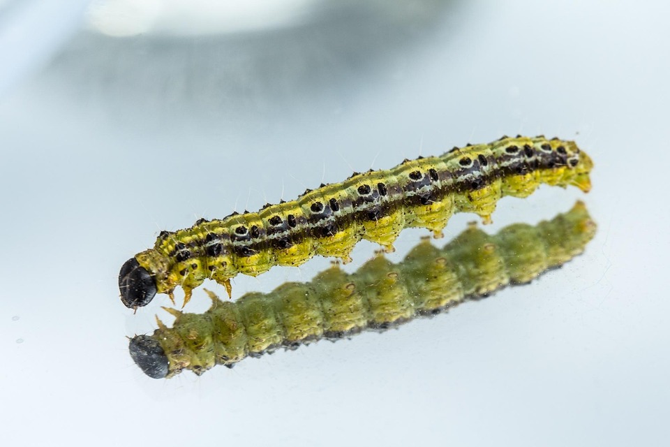 Caterpillar Moth Book Boxwood - Free photo on Pixabay - Pixabay