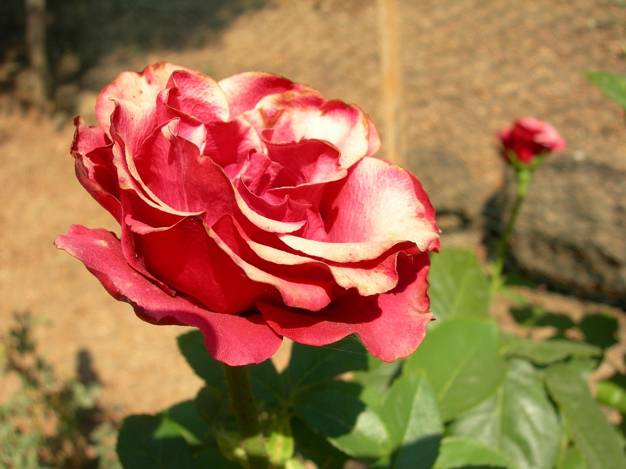 Merah Mawar Asli - Foto gratis di Pixabay - Pixabay