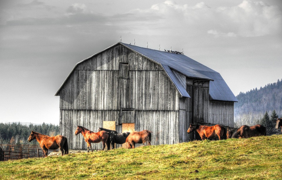 Horses Barn Farm - Free photo on Pixabay