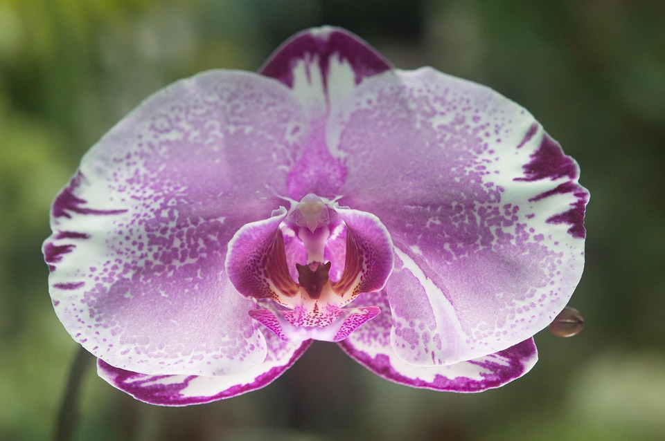 Orchid Bunga Ungu - Foto gratis di Pixabay