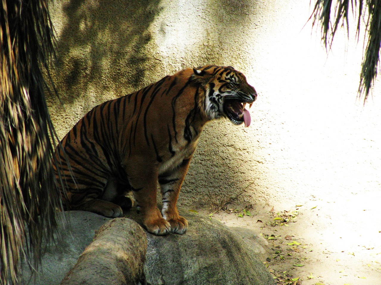 Tiger Grimace Feline - Free photo on Pixabay