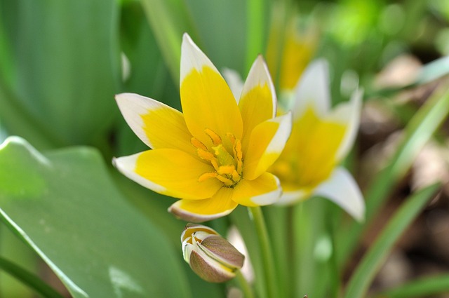 Small Star Tulip Flower Spring - Free photo on Pixabay - Pixabay