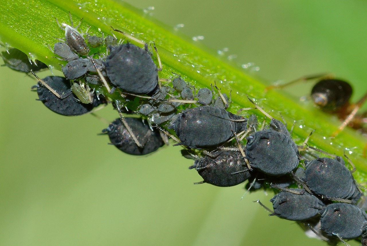 300 Free Aphid Nature Images Pixabay 300 Free Aphid Nature Images Pixabay