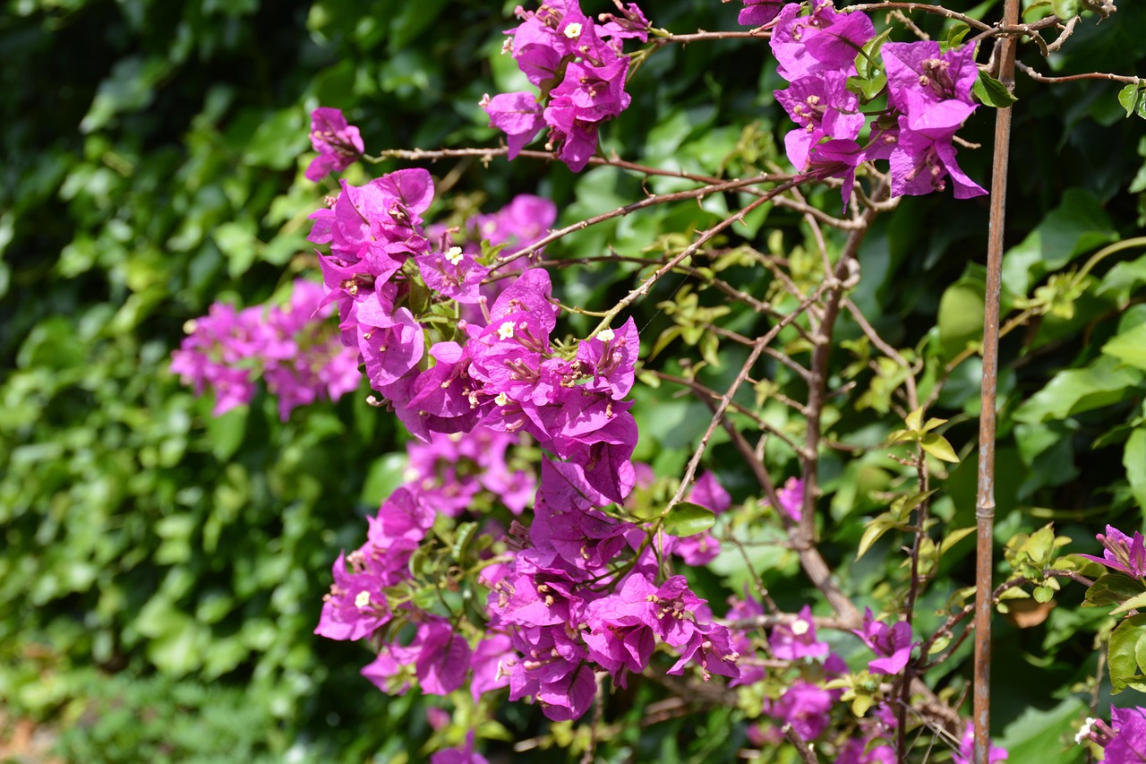 Bougainvillea Flowers Garden - Free photo on Pixabay - Pixabay
