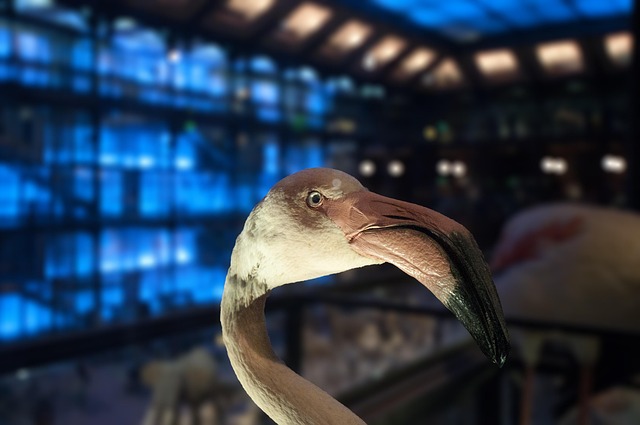 Flamant Rose Museum Paris - Photo gratuite sur Pixabay - Pixabay