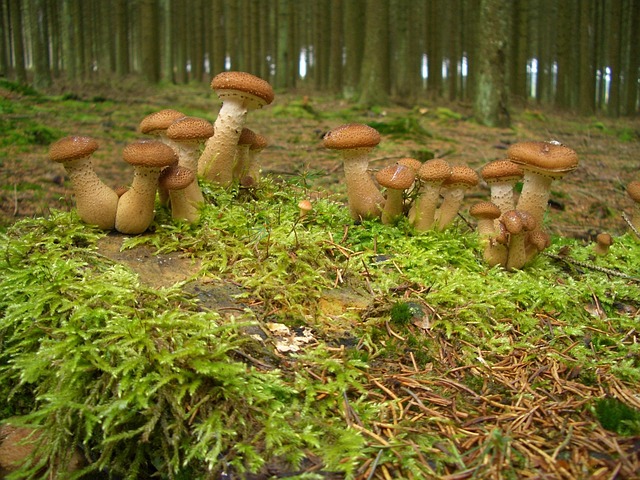 Alam Jamur Hutan - Foto gratis di Pixabay - Pixabay