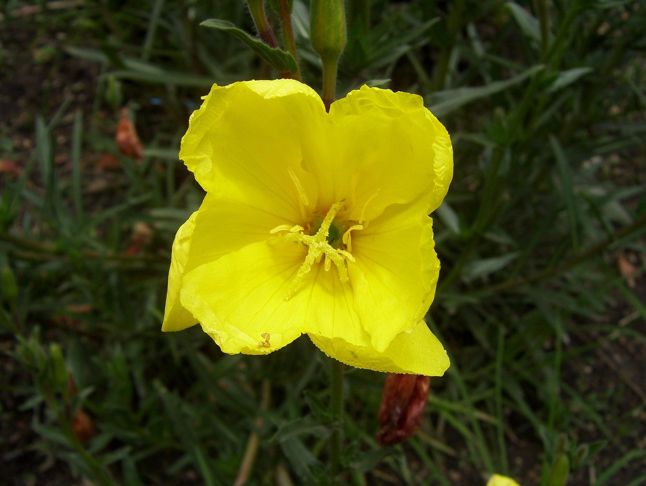 Plantes Fleur Nature En Plein - Photo gratuite sur Pixabay - Pixabay