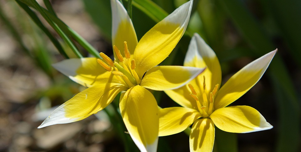Star Tulip Small Flower - Free photo on Pixabay