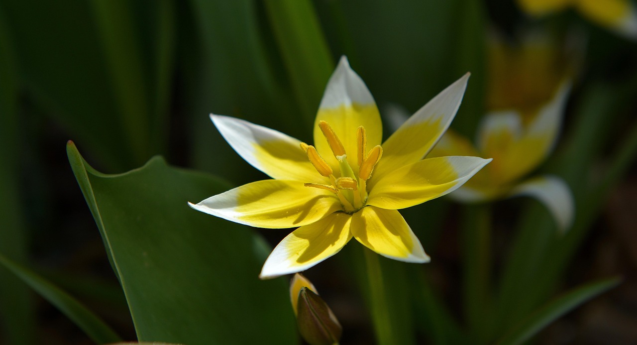 70,000+ Free Small-Stars & Nature Images - Pixabay