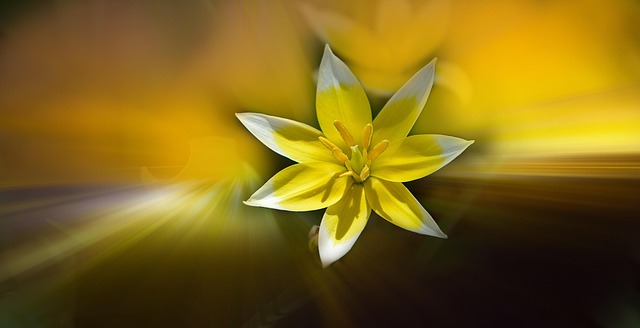 70,000+ Free Small-Stars & Nature Images - Pixabay