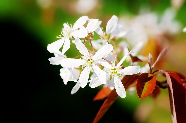 Flores Blanco Primavera - Foto gratis en Pixabay - Pixabay