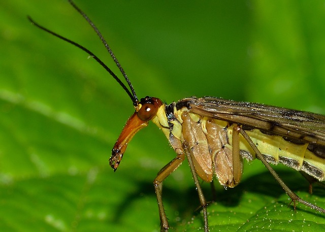 Mecoptera Panorpa Communis - Foto gratuita no Pixabay