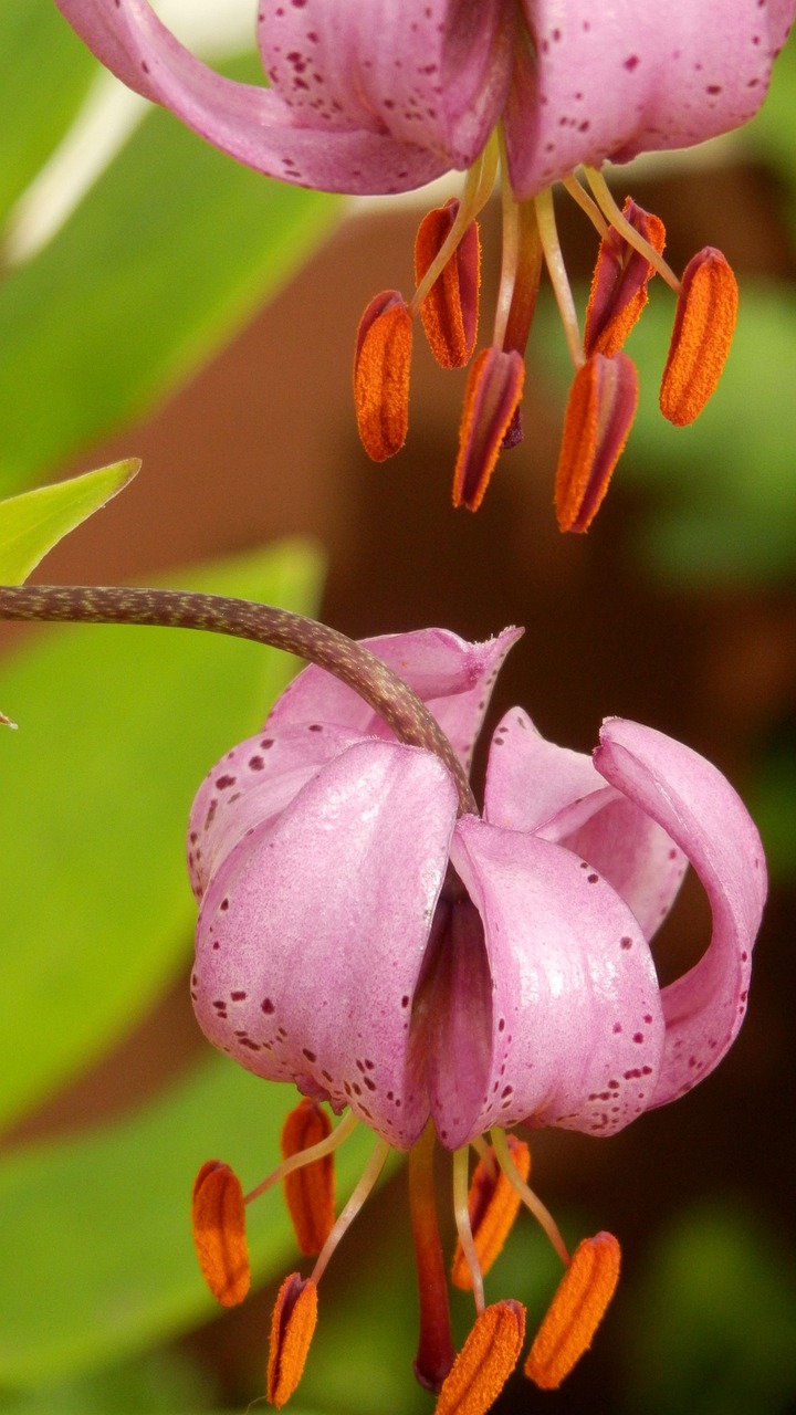 Shadow Lily Martagon Pink - Free photo on Pixabay - Pixabay