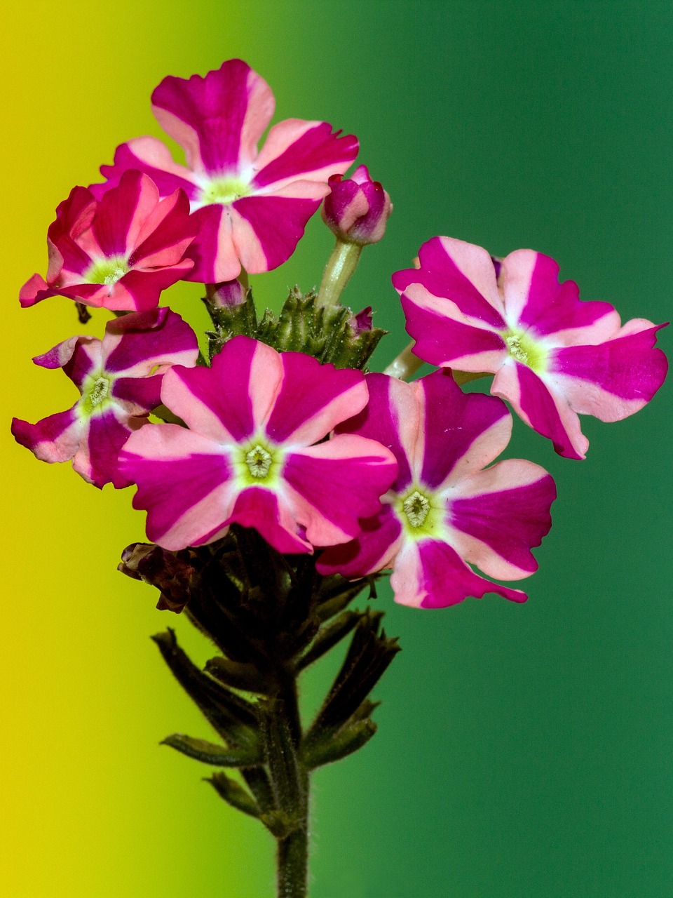 2,000+ Free Gradient & Background Images - Pixabay