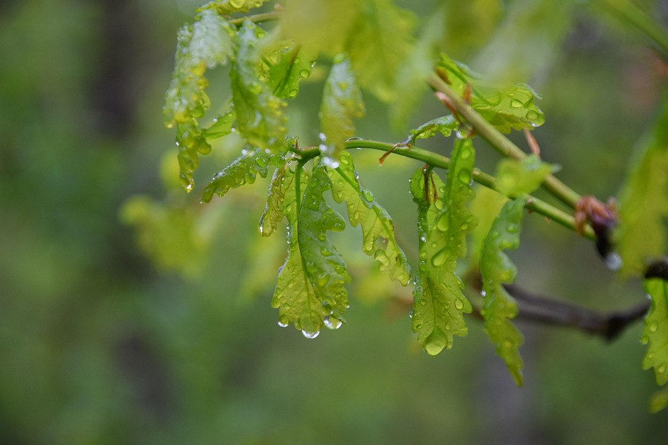 Daun Oak Ek Hujan - Foto gratis di Pixabay - Pixabay