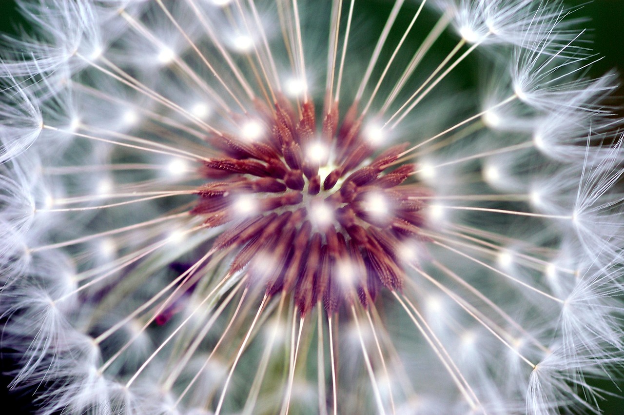 Dandelion Nature Foreground - Free photo on Pixabay