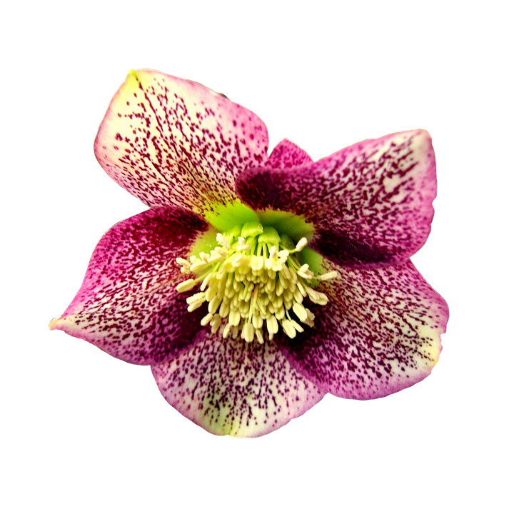 Bunga Rose Mawar - Gambar gratis di Pixabay