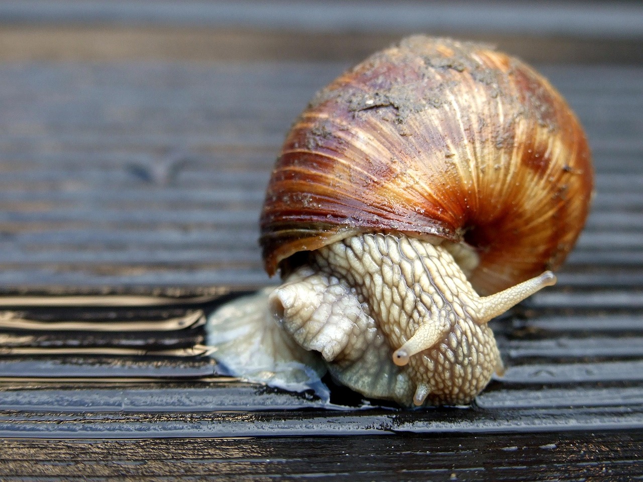 Caracol Animal Naturaleza Primer - Foto gratis en Pixabay - Pixabay
