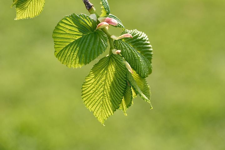 100+ Free Elm & Leaves Photos