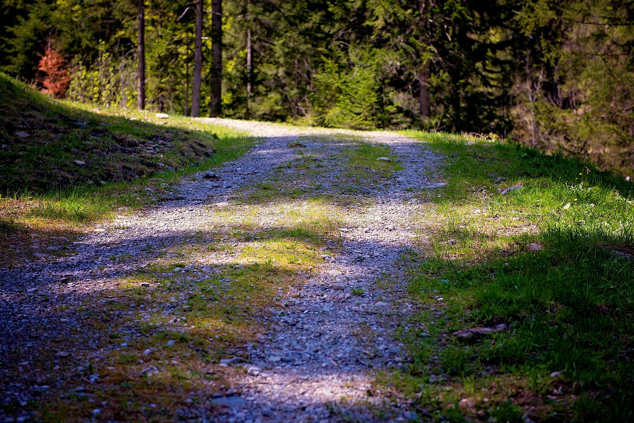 Sendero Deshecho Camino Forestal - Foto gratis en Pixabay - Pixabay